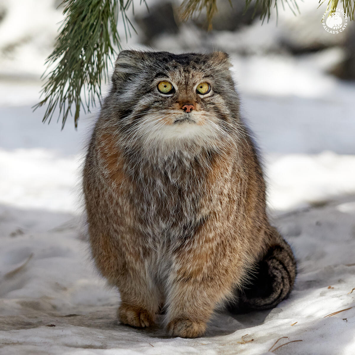 Lastochka the Pallas's cat • Manulization