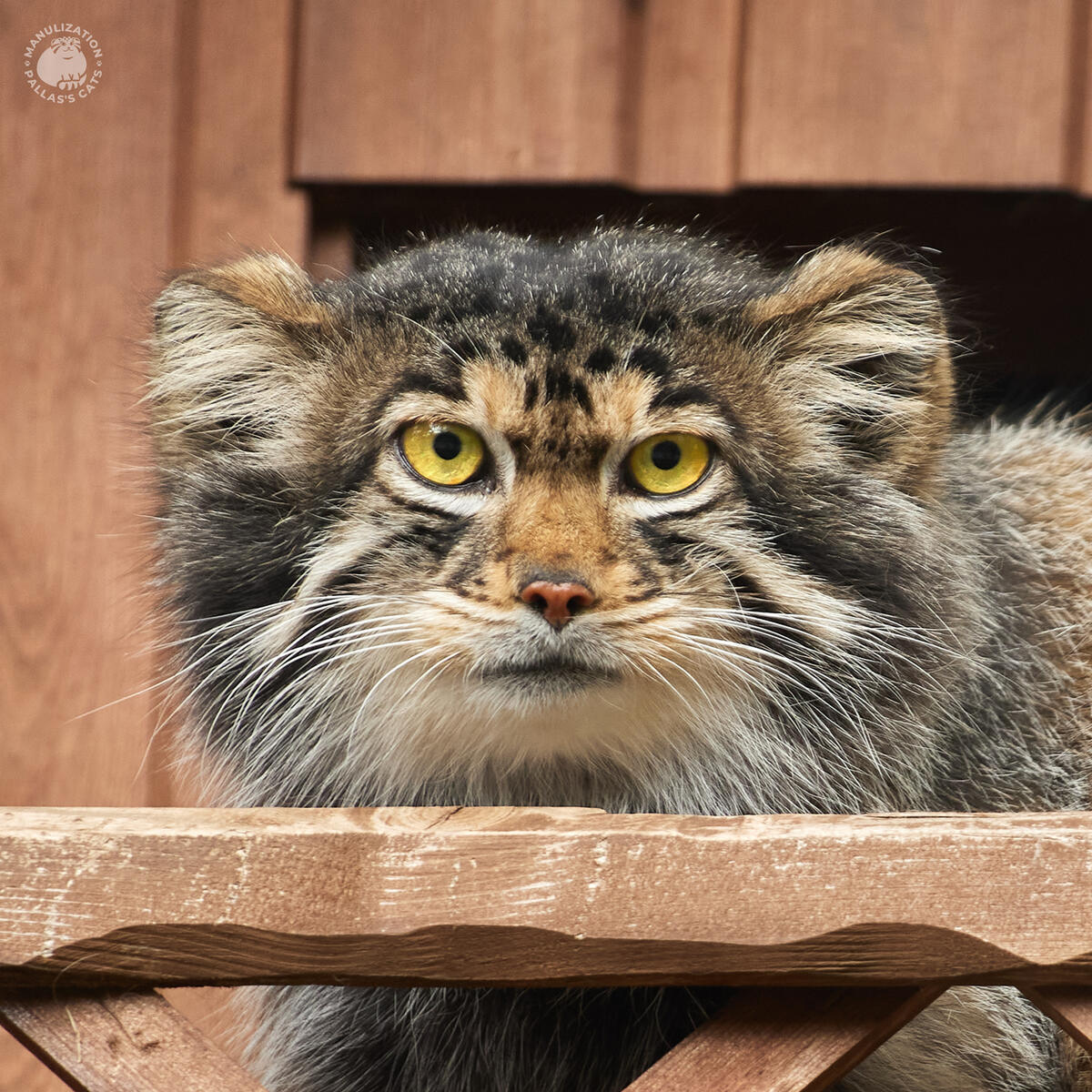 Altay the Pallas's cat • Manulization