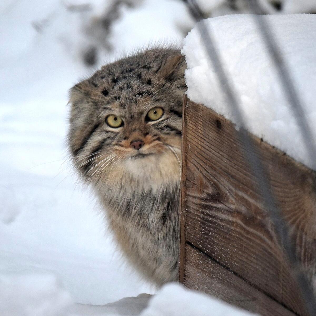 Zara the Pallas's cat • Manulization - Pallas’s Cats