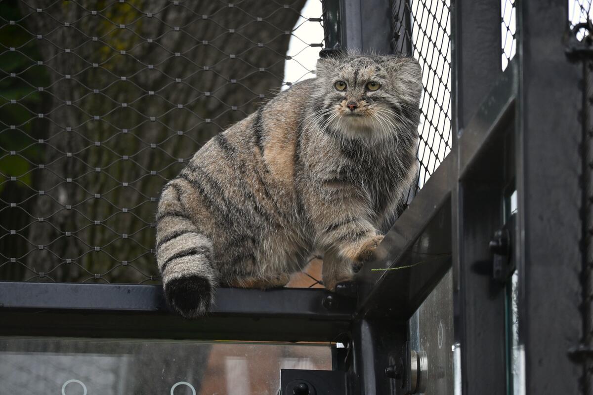 A photograph of Prinsessa in Prague Zoo • Manulization - Pallas’s Cats