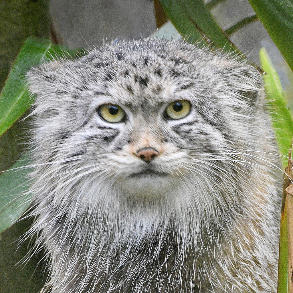 Namuu the Pallas's cat • Manulization - Pallas’s Cats