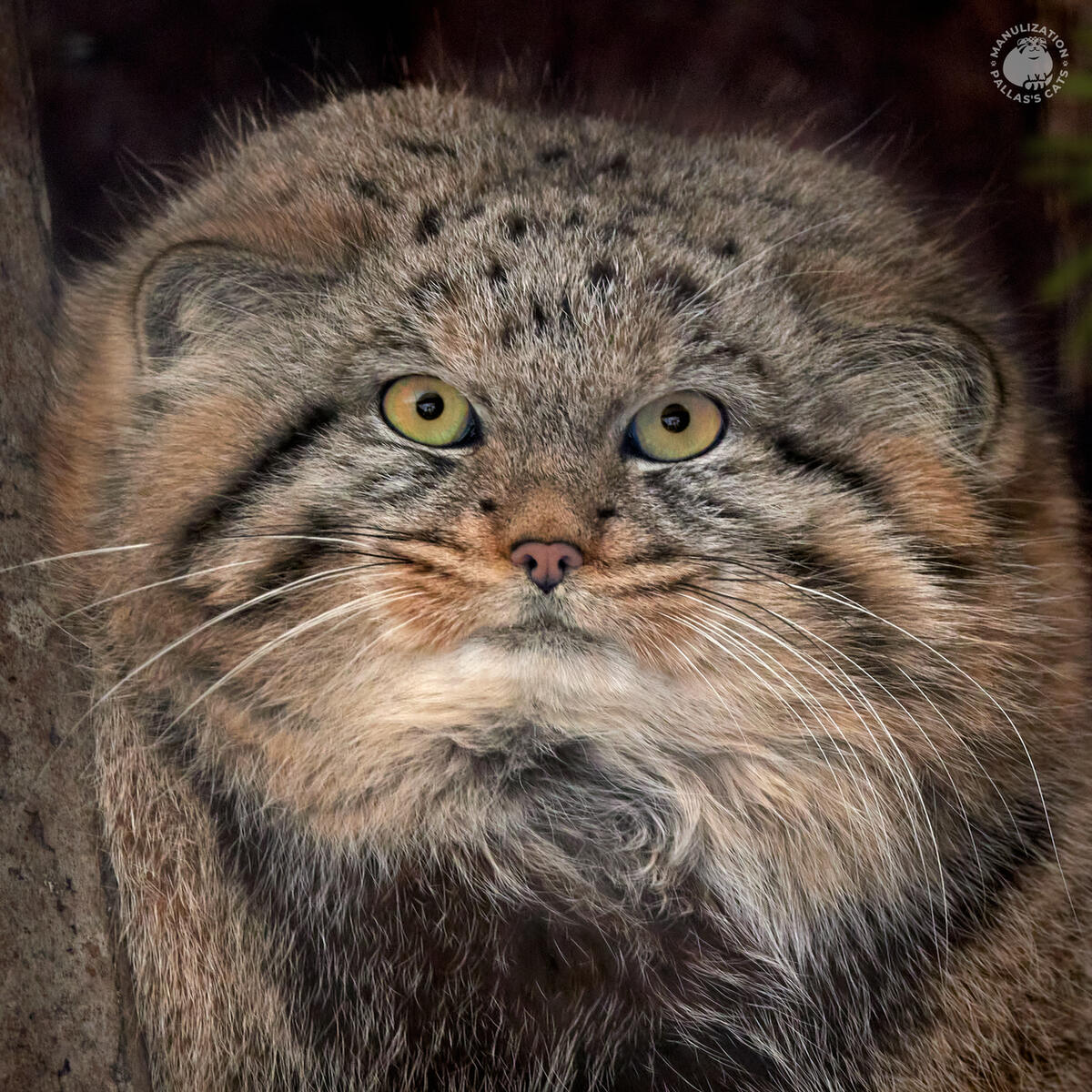 Shu the Pallas's cat • Manulization - Pallas’s Cats