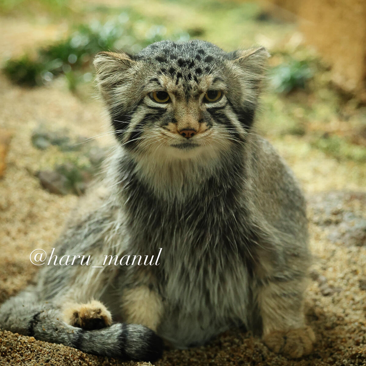 A photograph of Nagomu in Nasu Animal Kingdom • Manulization