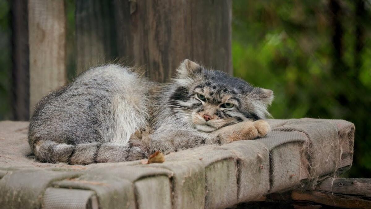 George the Pallas's Cat: Summertime Snooze Under the Sun • Manulization