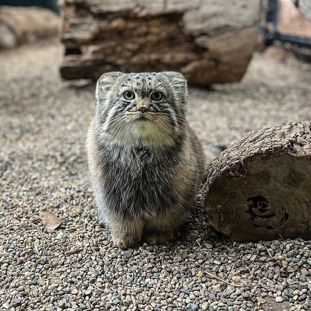 Tashi the Pallas's cat • Manulization