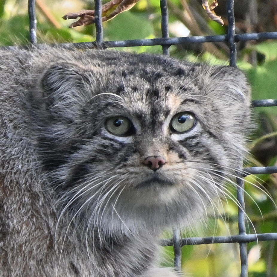 Chengdu the Pallas's cat • Manulization - Pallas’s Cats