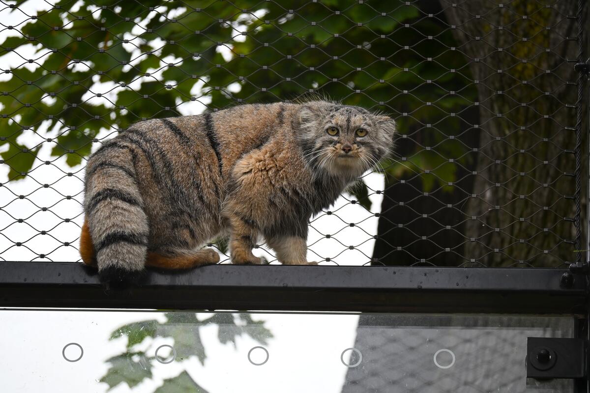 A photograph of Prinsessa in Prague Zoo • Manulization - Pallas’s Cats