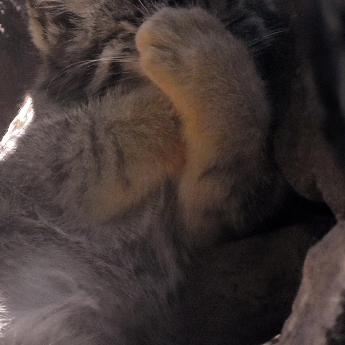 A photograph of Bob in Budapest Zoo & Botanical Garden • Manulization