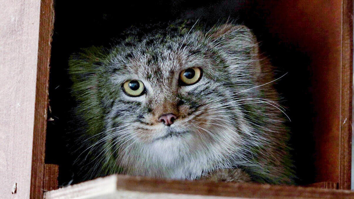 Alice the Pallas's cat • Manulization