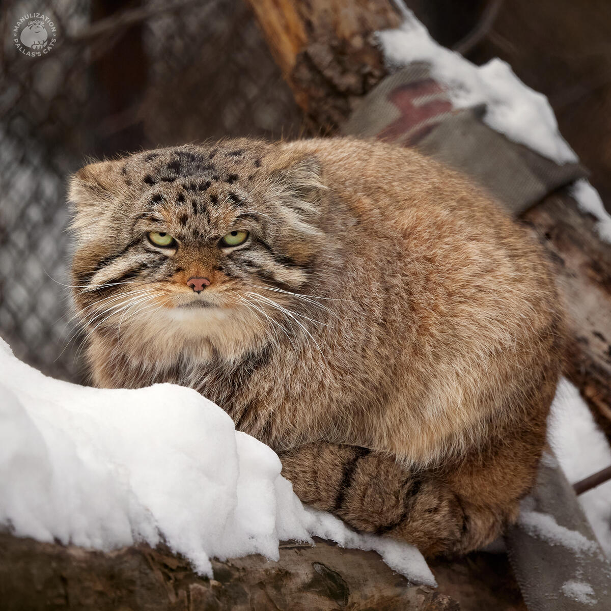 George the Pallas's cat • Manulization