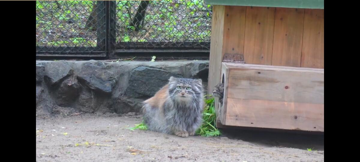 Adel has given birth to kittens! • Manulization - Pallas’s Cats