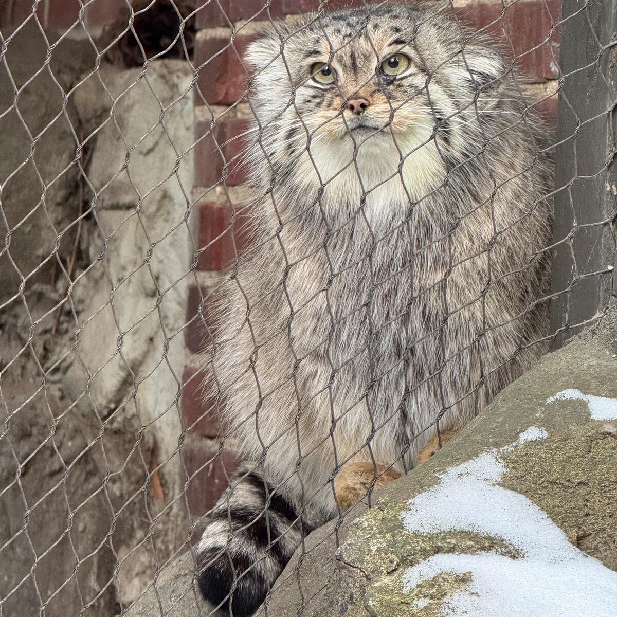 Sarnai the Pallas's cat • Manulization