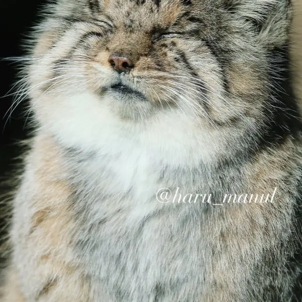 Bor the Pallas's cat • Manulization