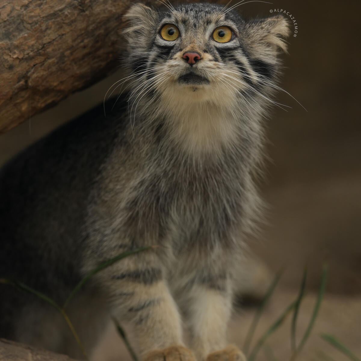 A photograph of Oto in Kobe Animal Kingdom • Manulization - Pallas’s Cats