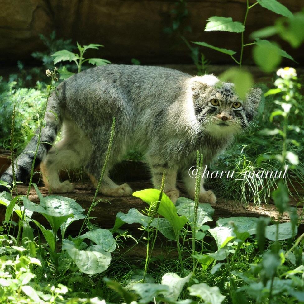 A photograph of Nagomu in Nasu Animal Kingdom • Manulization - Pallas’s ...