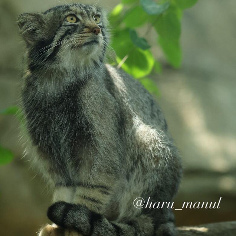 A photograph of Nagomu in Nasu Animal Kingdom • Manulization