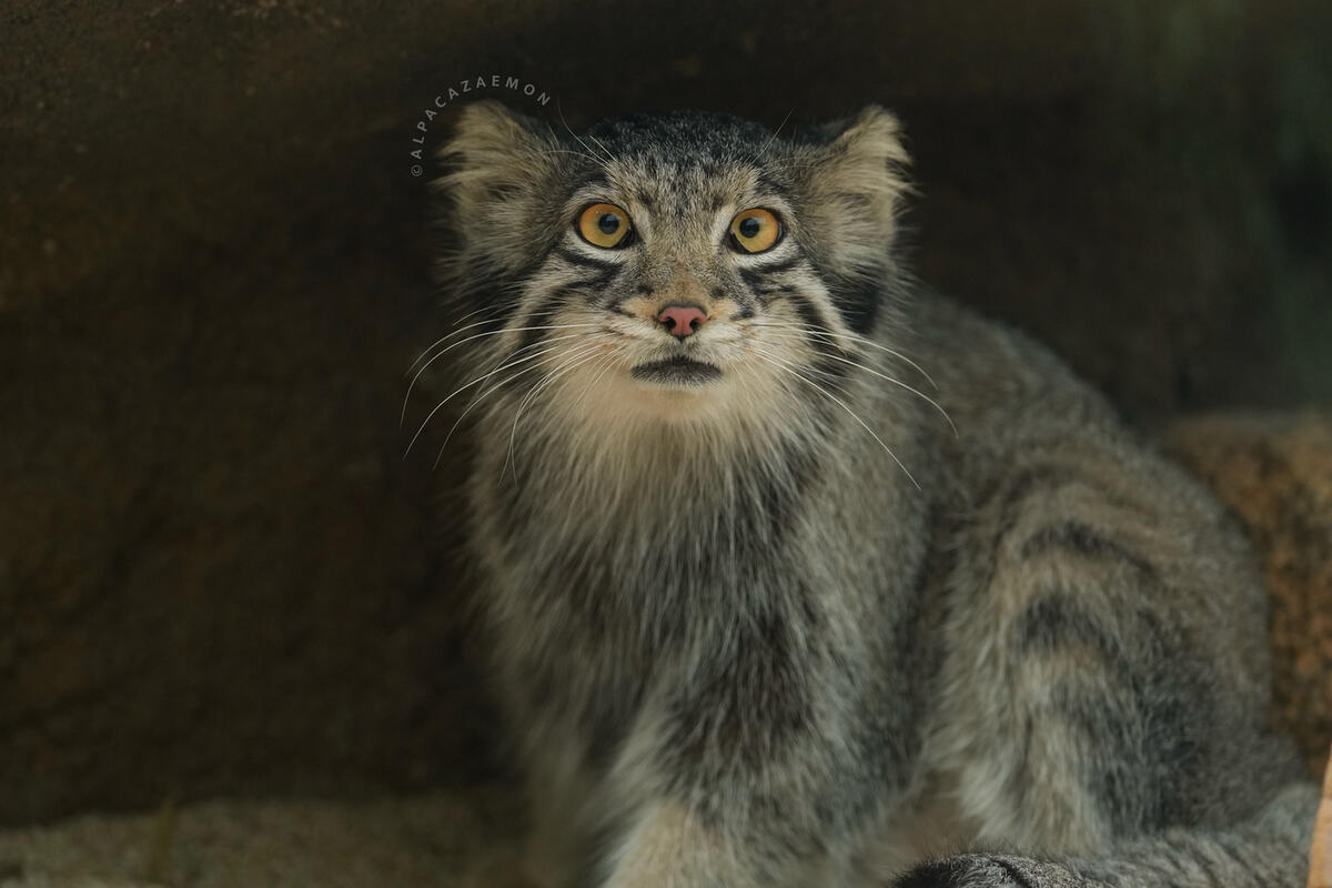 Oto the Pallas's cat • Manulization