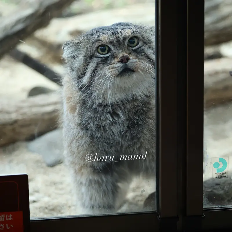 Pallas's cats in Nasu Animal Kingdom, Japan • Manulization
