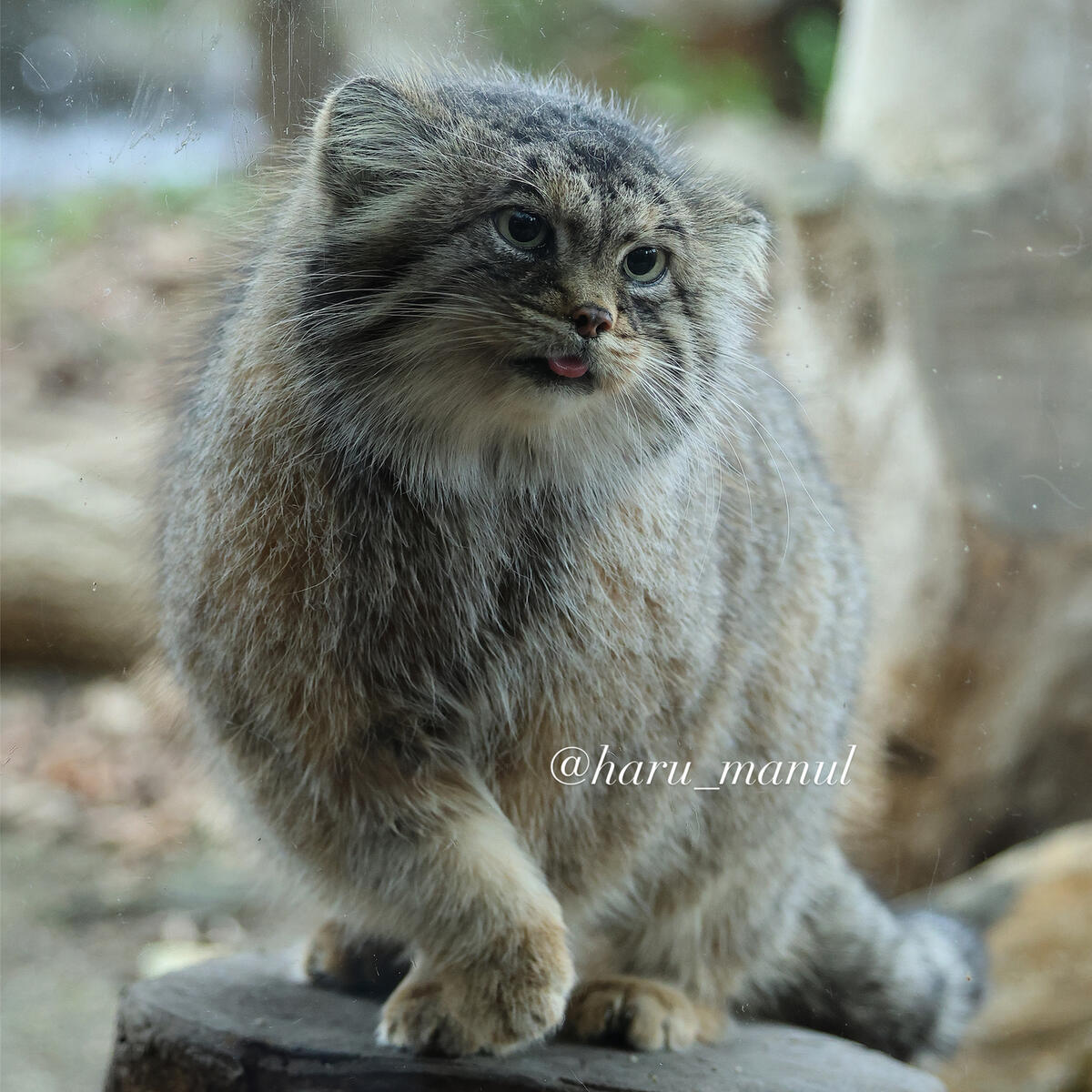 Polly the Pallas's cat • Manulization
