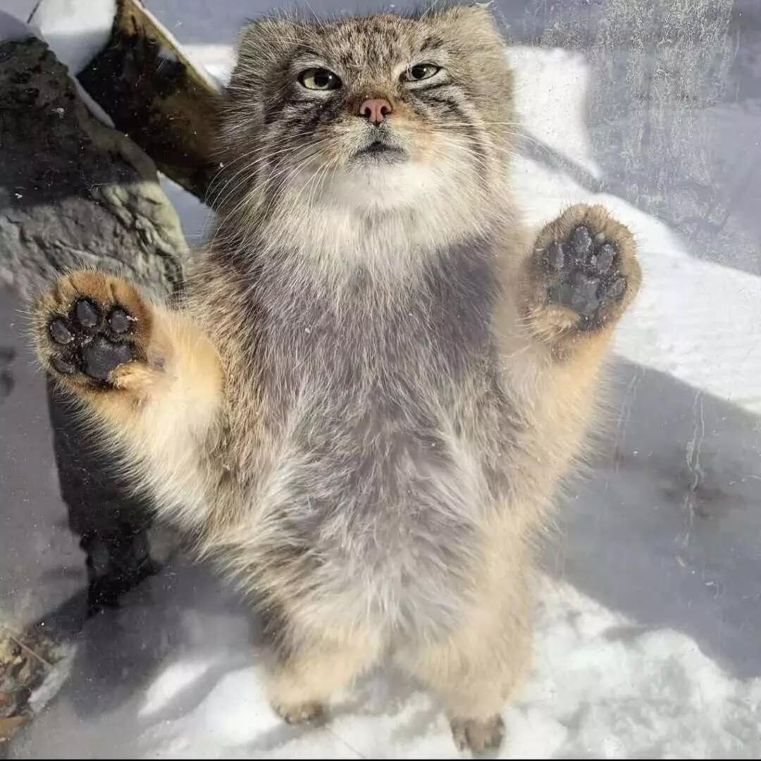 A photograph of Ruby in Binghamton Zoo at Ross Park • Manulization